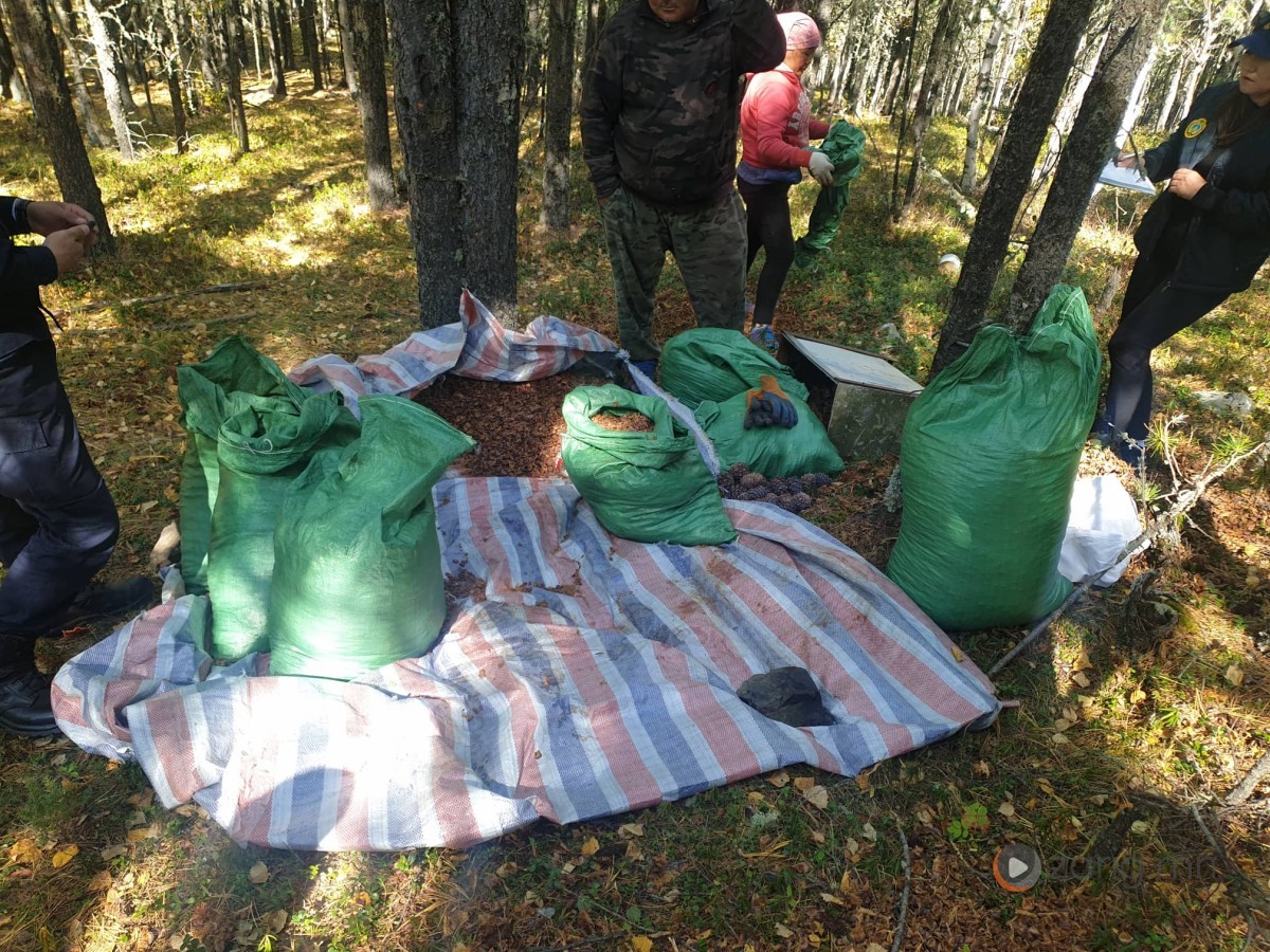 120 гаруй иргэнийг Нийслэлийн ойн бүсээс буулгаж хууль бусаар түүсэн